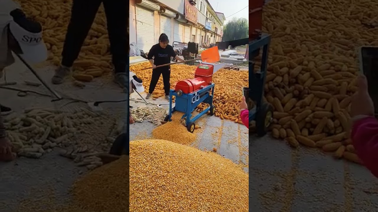 China’s Corn Thresher Machines Are Revolutionizing Farming in Silence ...